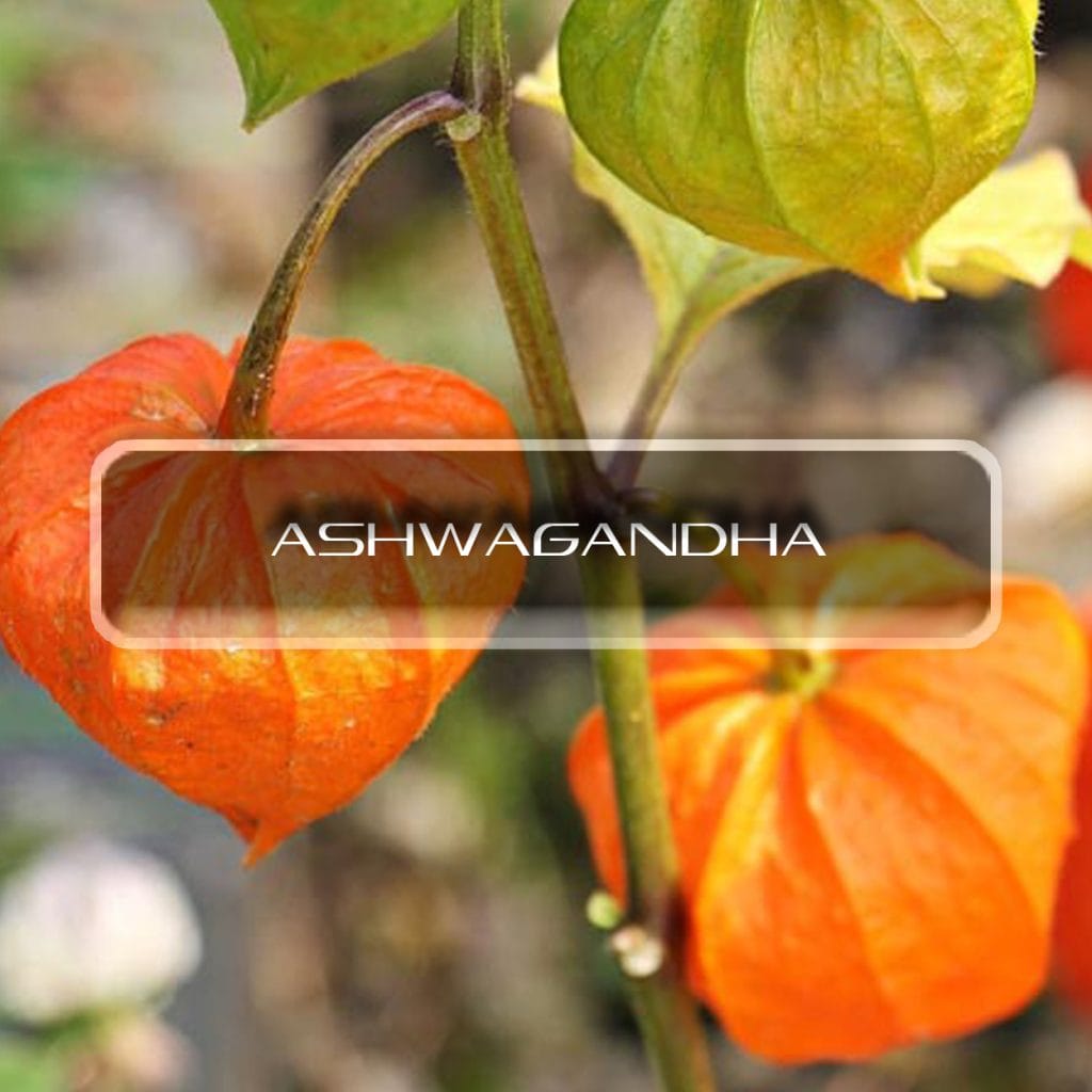 Benefits of Ashwagandha | Interstellar Blends | Activate Your Super Powers!