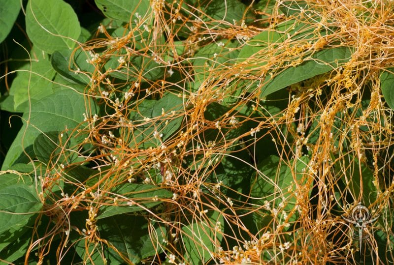 Benefits of Cuscuta Seed | Interstellar Blends | Activate Your Super ...