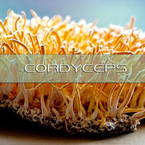 Benefits of Cornus Fruit | Interstellar Blends | Activate Your Super Powers!