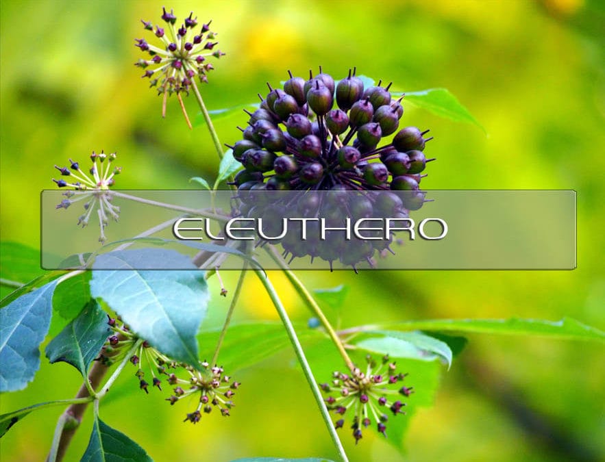 Benefits of Eleuthero | Interstellar Blends | Activate Your Super Powers!
