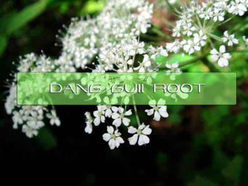 Benefits of Dang Gui Root | Interstellar Blends | Activate Your Super ...