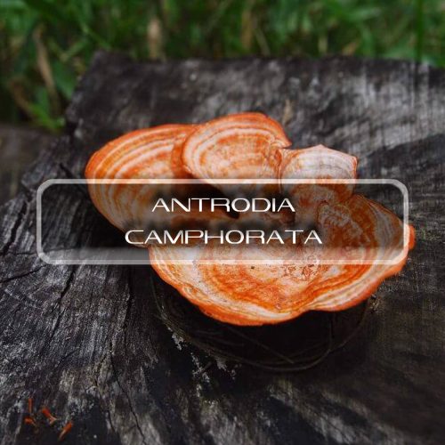 Benefits of Bilberry | Interstellar Blends | Activate Your Super Powers!