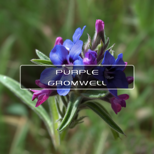 Benefits of Bilberry | Interstellar Blends | Activate Your Super Powers!