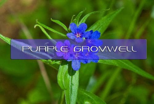 Benefits of Purple Gromwell | Interstellar Blends | Activate Your Super ...