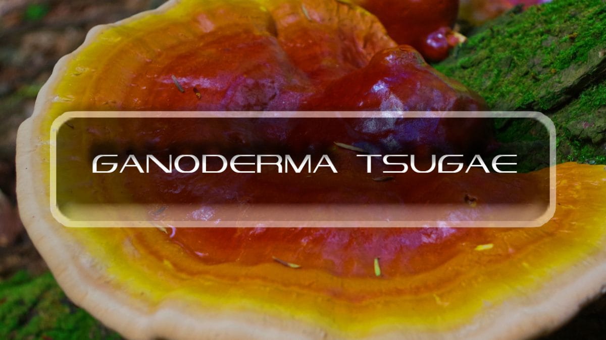 Benefits of Ganoderma Tsugae | Interstellar Blends | Activate Your ...