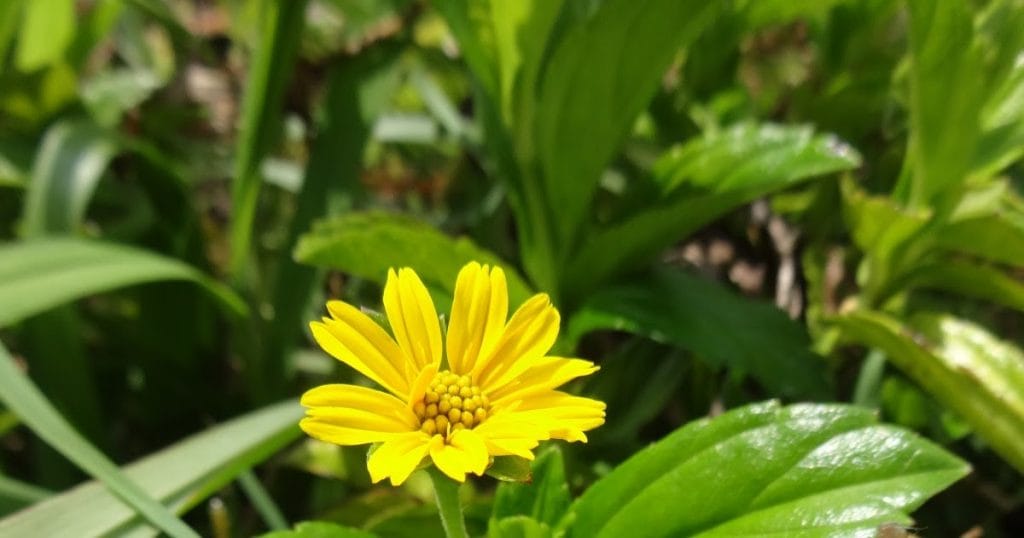 Benefits of Wedelia Chinensis | Interstellar Blends | Activate Your ...