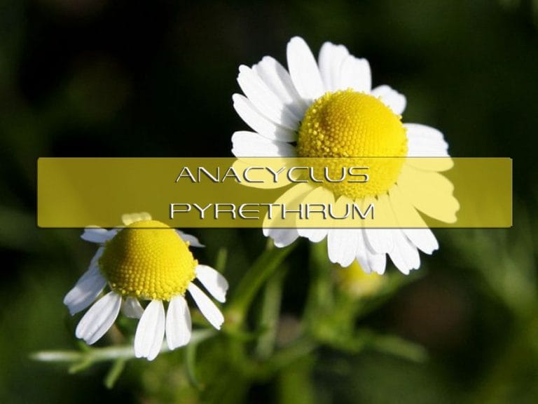 Benefits of Anacyclus Pyrethrum | Interstellar Blends | Activate Your ...