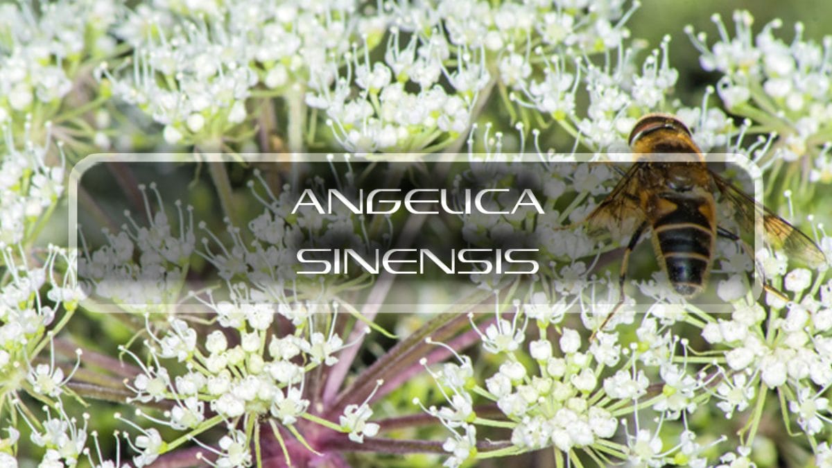 Benefits of Angelica Sinensis | Interstellar Blends | Activate Your ...