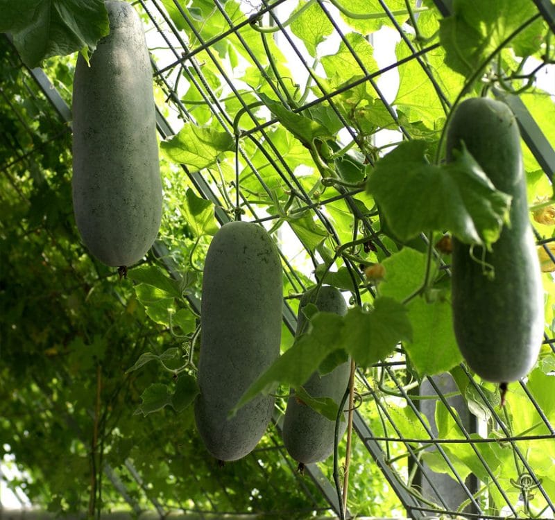 Benefits Of Benincasa Hispida Fruit | Interstellar Plan | Science Based ...