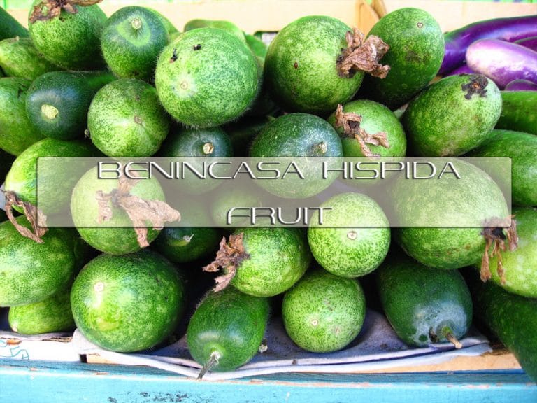 Benefits of Benincasa Hispida Fruit | Interstellar Blends | Activate ...