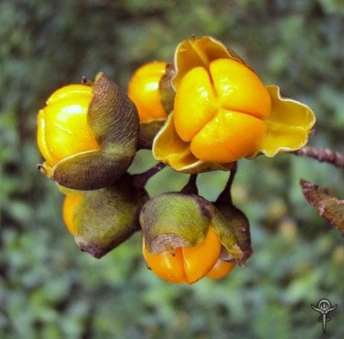 Benefits of Celastrus Paniculatus Seed | Interstellar Plan | Activate ...