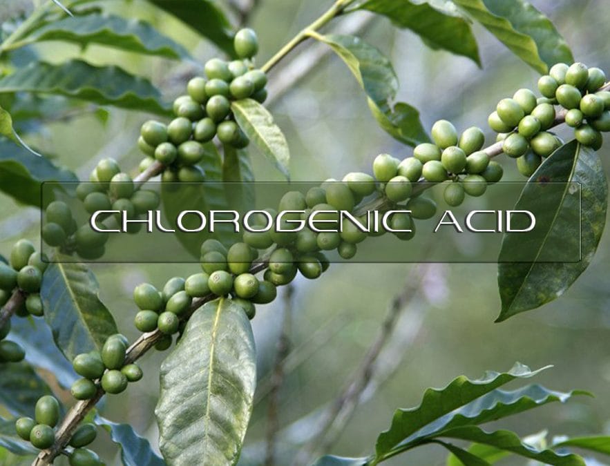 Benefits of Chlorogenic Acid (CGA) | Interstellar Blends | Activate ...