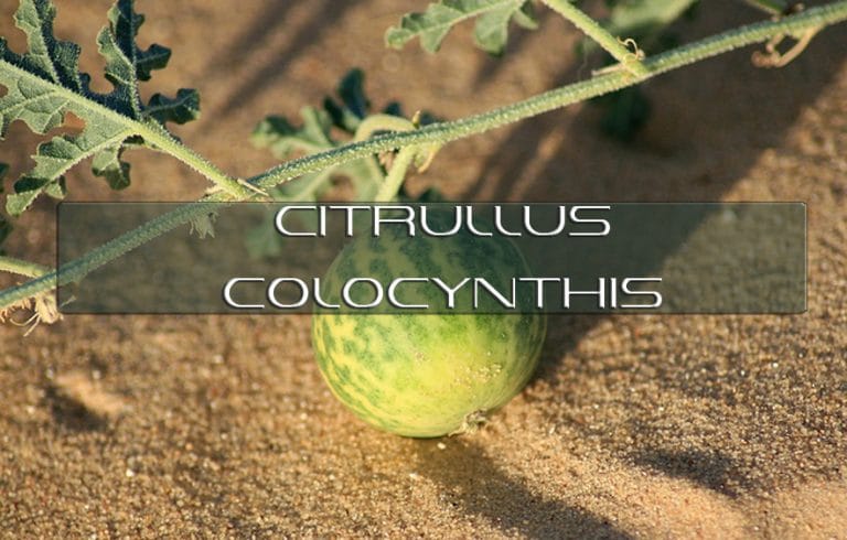 Benefits of Citrullus Colocynthis | Interstellar Blends | Activate Your ...