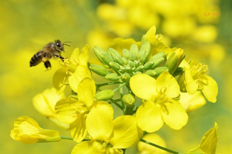 AUTOPHAGY ACTIVATOR | Interstellar Blends | Activate Your Super Powers!