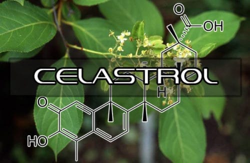 Benefits of Celastrol | Interstellar Blends | Activate Your Super Powers!