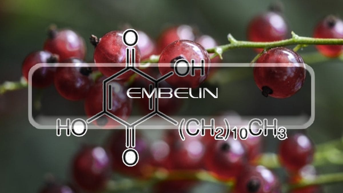 Benefits of Embelin | Interstellar Blends | Activate Your Super Powers!