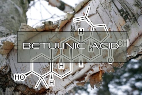 Benefits of Betulinic Acid | Interstellar Blends | Activate Your Super ...