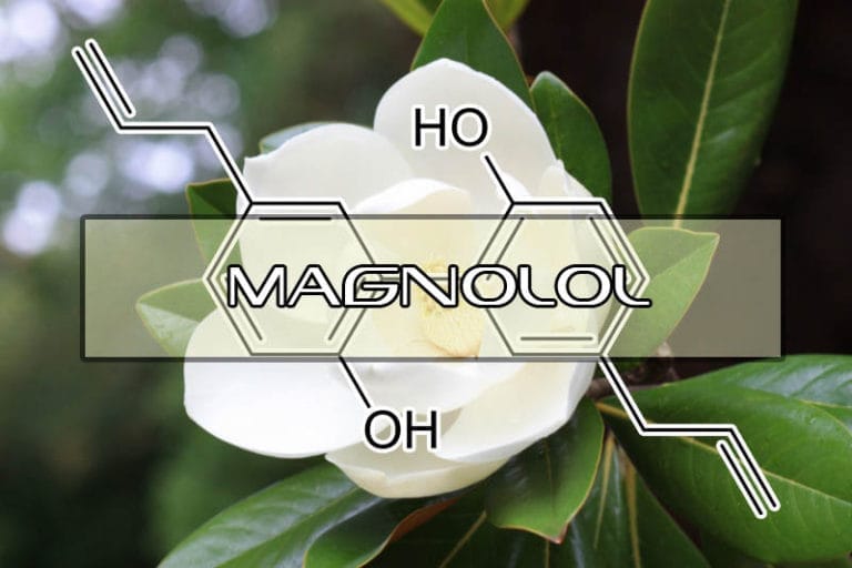 Benefits of Magnolol | Interstellar Blends | Activate Your Super Powers!
