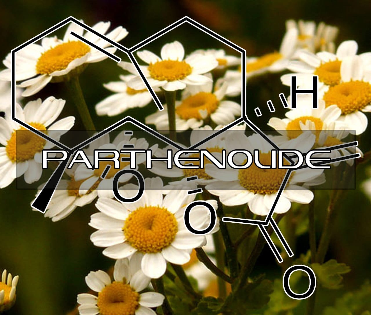 Benefits of Parthenolide | Interstellar Blends | Activate Your Super ...
