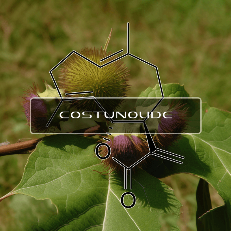 Benefits of Casticin | Interstellar Blends | Activate Your Super Powers!